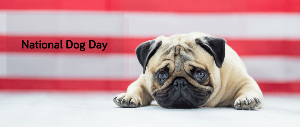 How to Celebrate Your Precious Pooch This National Dog Day
