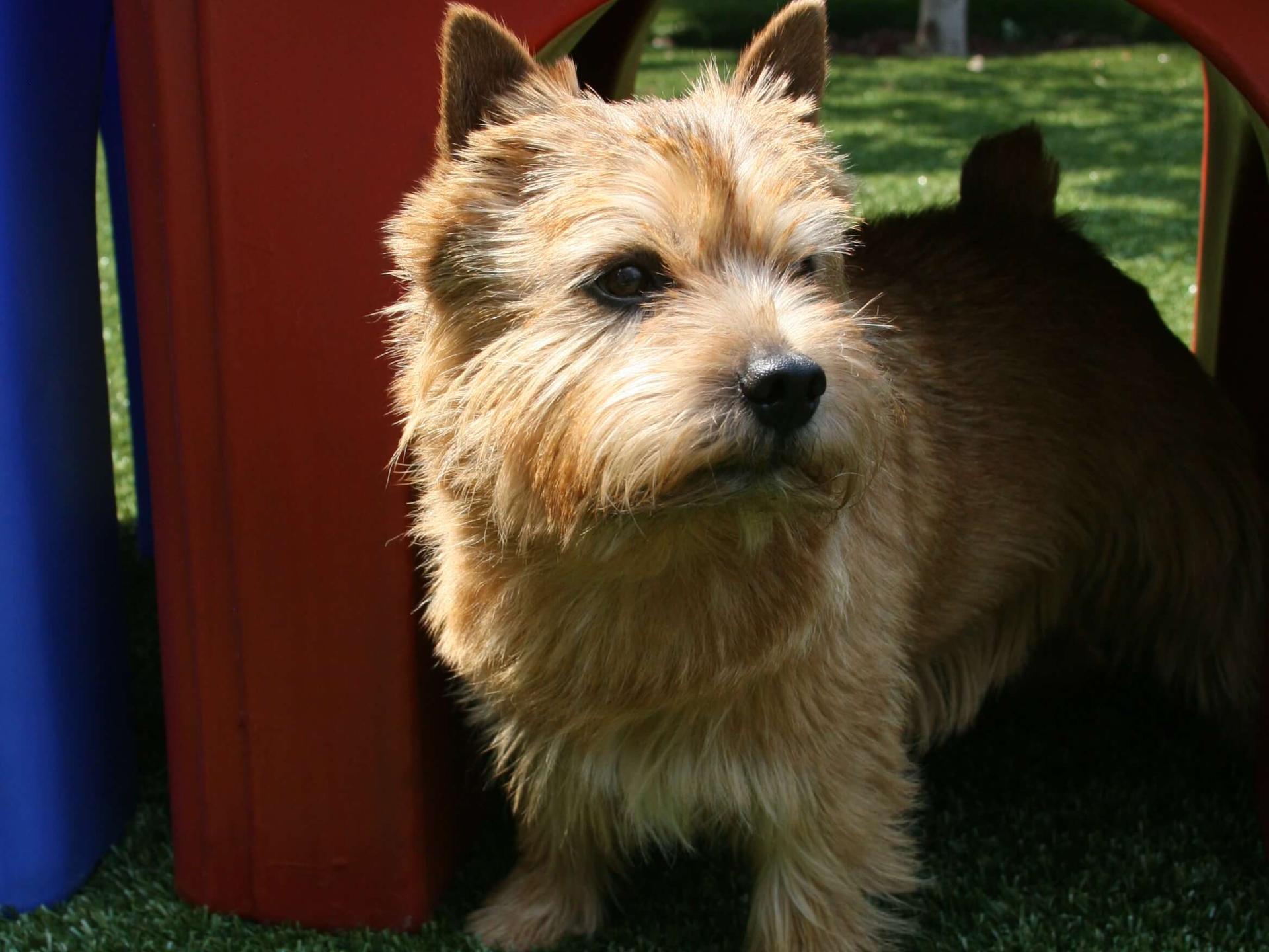 Cute terrier at daycare | Countryside Veterinary Clinic