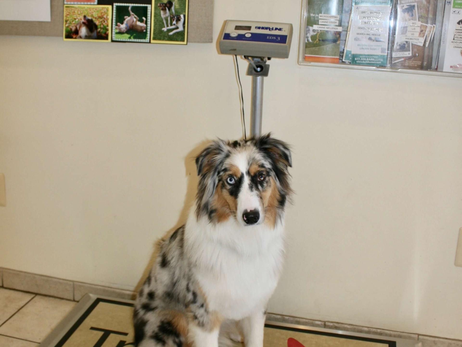 Weigh scale provided in front office for your convenience | Countryside ...